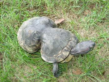 The Story Of Amazing Peanut-A Turtle Who Was Deformed By our Litter ...
