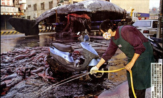 A Dead Whale Exploded In Taiwanese City - Unbelievable Facts