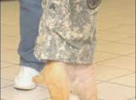 Meet The Two-Legged Dog, Faith, Who Is An Honorary Sergeant In The U.S ...