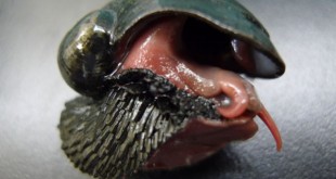 There Exist Snails in the Deep Sea That Have Shells Made of Iron!
