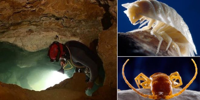 5.5 Million years old Movile Cave found with bizarre creatures