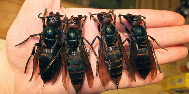 Japan's Deadliest Animal: Japanese giant hornets