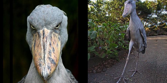 20 Odd-looking creatures that you probably never seen before