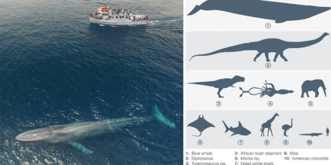 10 Facts About Blue Whales That Will Leave You Speechless