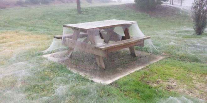 Following Heavy Downpour Spiders Cover a Park in Australia in Spider Webs